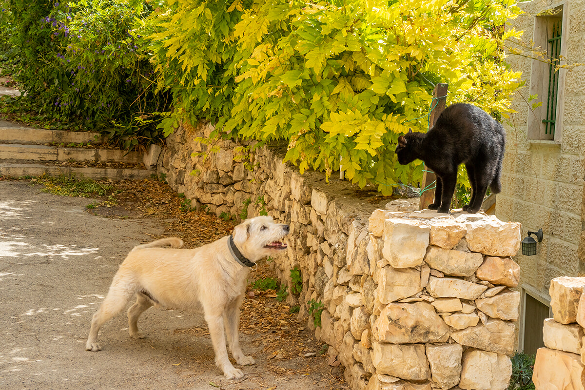 ふたりは親友？ ライバル？ 珍バトルを繰り広げる犬猫たち。｜Culture｜madameFIGARO.jp（フィガロジャポン）