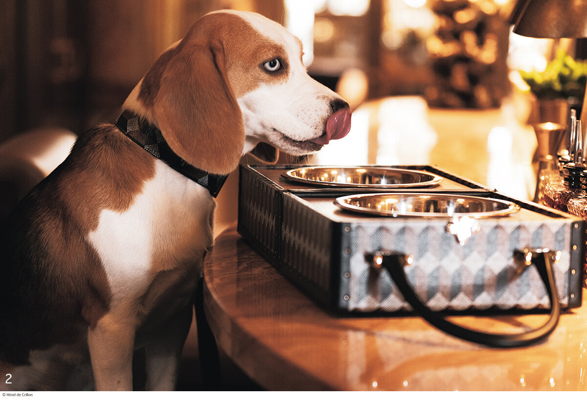 【写真】パリから届いた、ドッグニュース。｜Culture｜madameFIGARO.jp（フィガロジャポン）